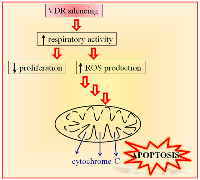 Vitamin D receptor - MEpedia