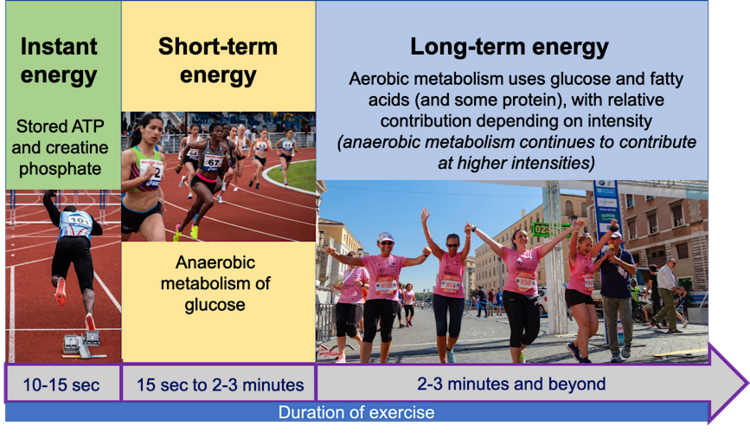 Anaerobic and aerobic metabolism - MEpedia