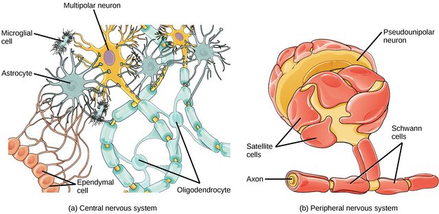 Microglia - MEpedia