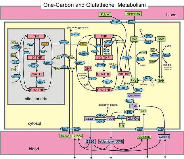 Methylation cycle hypothesis - MEpedia