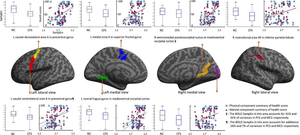 Functional magnetic resonance imaging - MEpedia