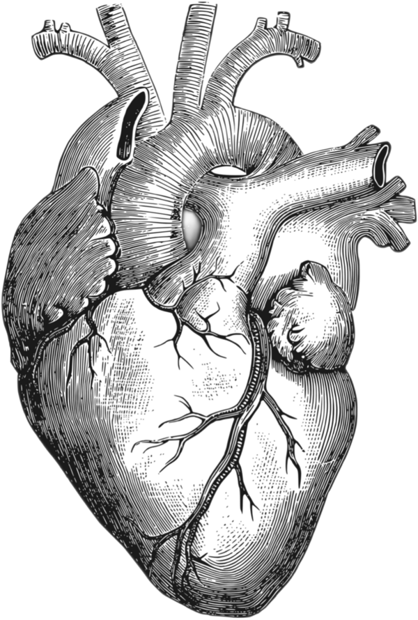 Portal:Cardiovascular system/Selected article - MEpedia