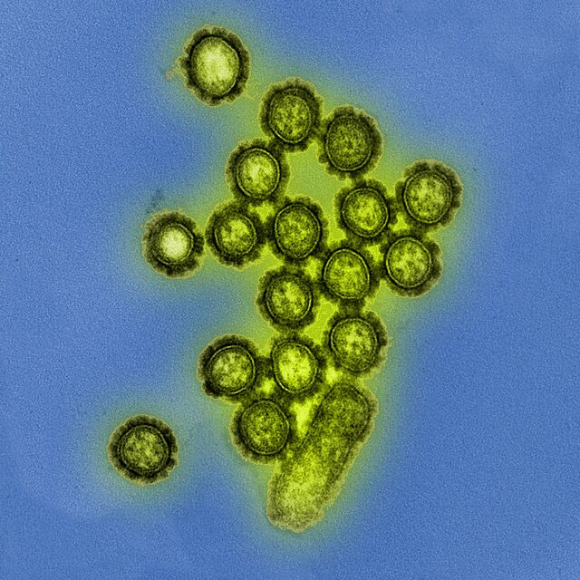 Influenza A virus subtype H1N1 - MEpedia