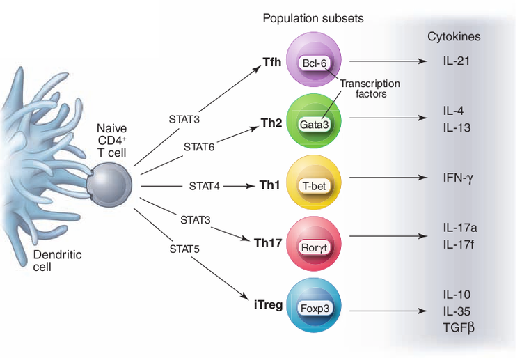 T helper cell - MEpedia