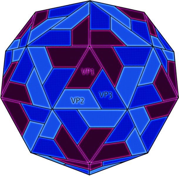 Enterovirus - MEpedia